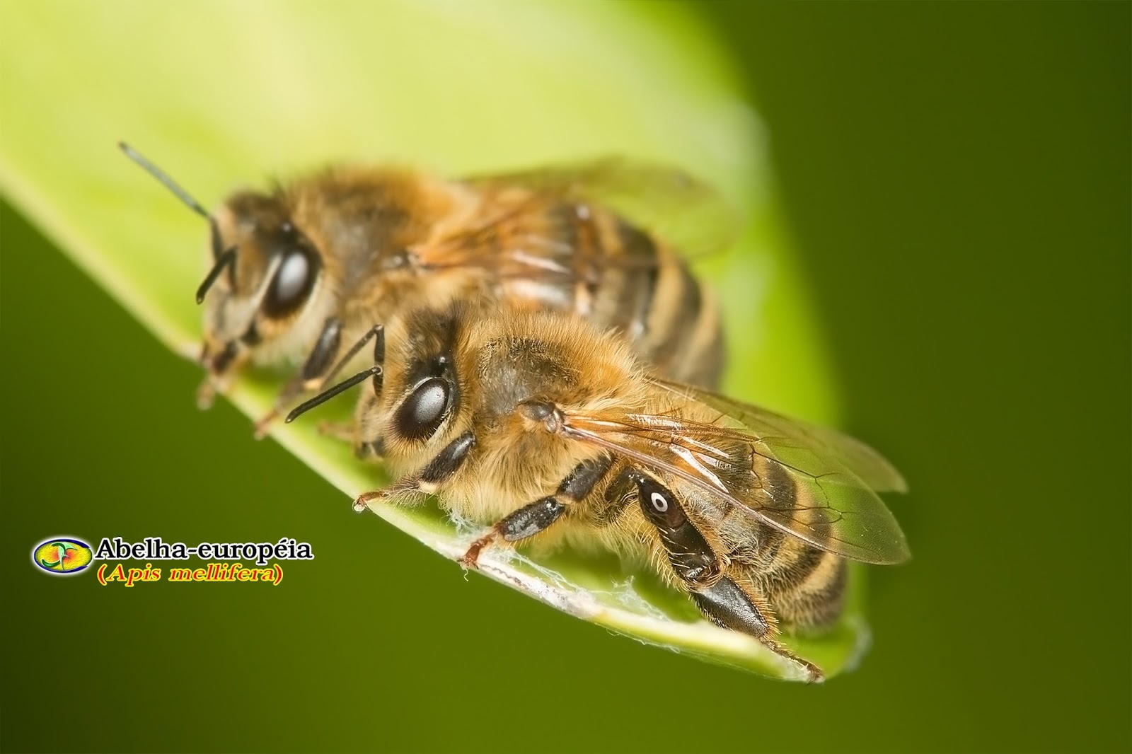 Zoologia: Abelha-européia (Apis mellifera)
